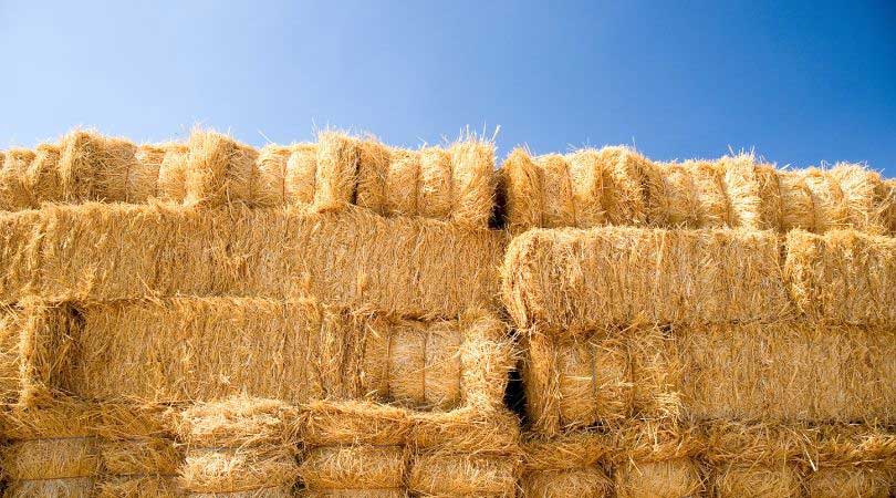 How to Make Shade for the Chicken Coop - Dine a Chook